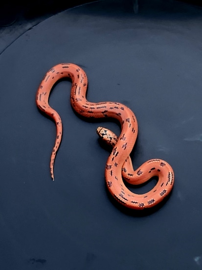 5/24 High Red Hypo Mosaic Florida Kingsnake by Chill Life Exotics