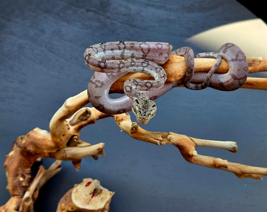 UScbb Amazon Tree Boa by Chill Life Exotics