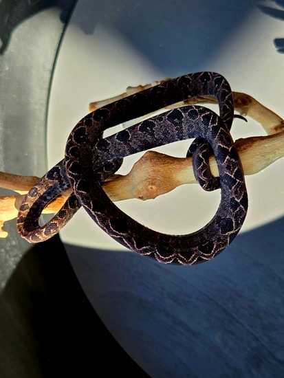 UScbb Halloween Phase Amazon Tree Boa by Chill Life Exotics