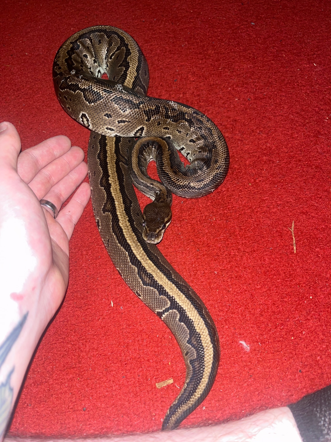 Black Head Pinstripe Ball Python by Tayside Royals - MorphMarket