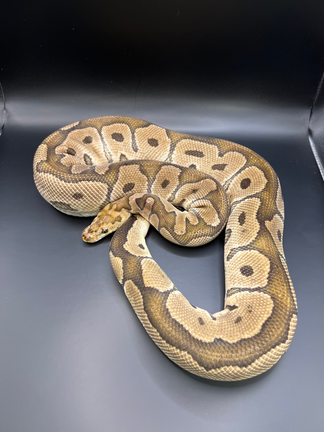 Blade Clown Ball Python by Commodore Exoticz - MorphMarket