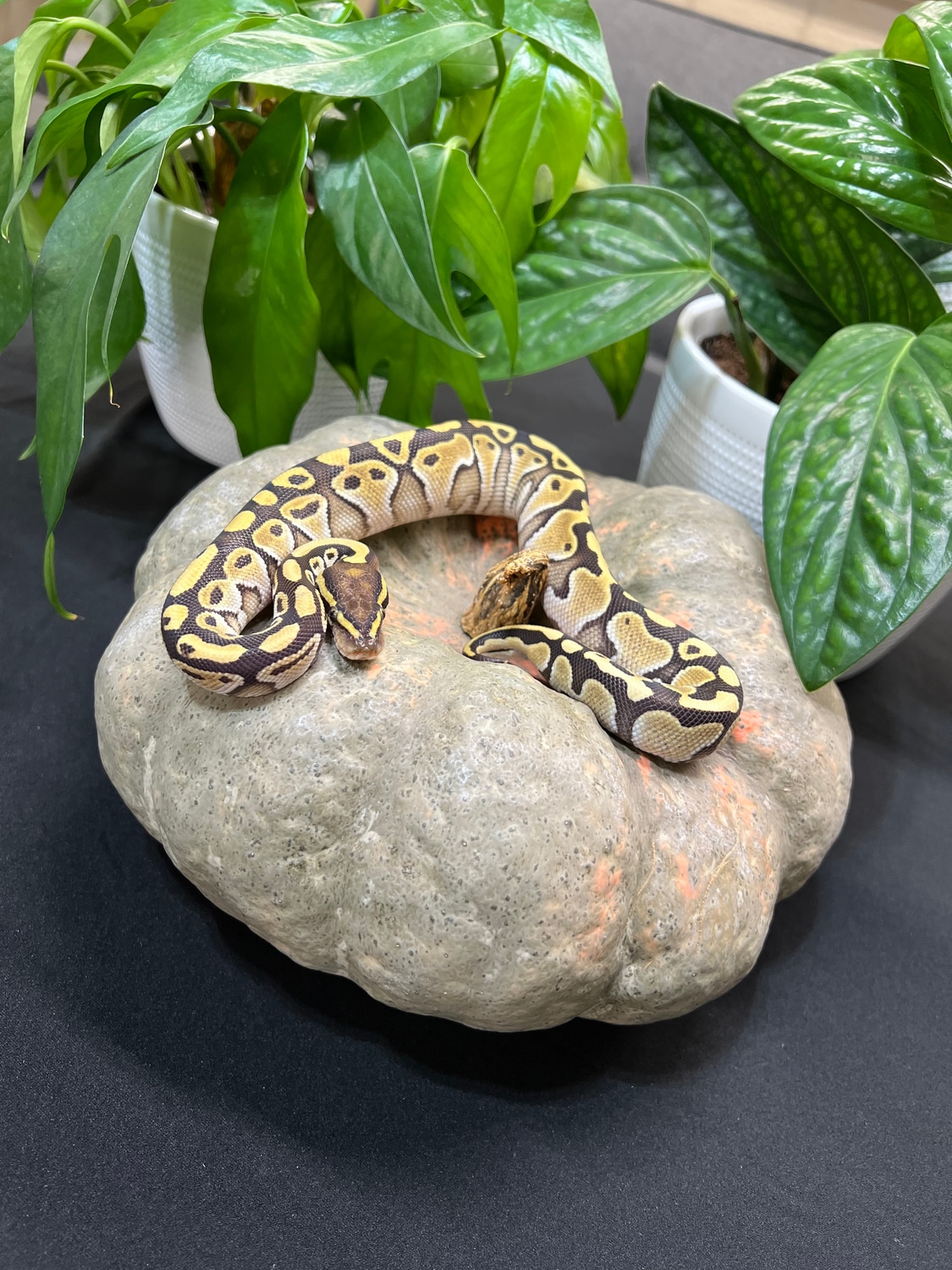 Lesser Ball Python by Commodore Exotics - MorphMarket