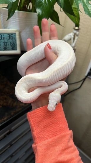 2023 Male BEL Ball Python by Commodore Exotics