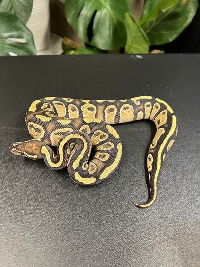 Bongo !!FREE Shipping!! Ball Python by Commodore Exotics