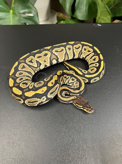Bongo !!FREE Shipping!! Ball Python by Commodore Exotics