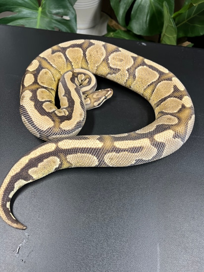 Vanilla Yellowbelly Ball Python by Commodore Exotics