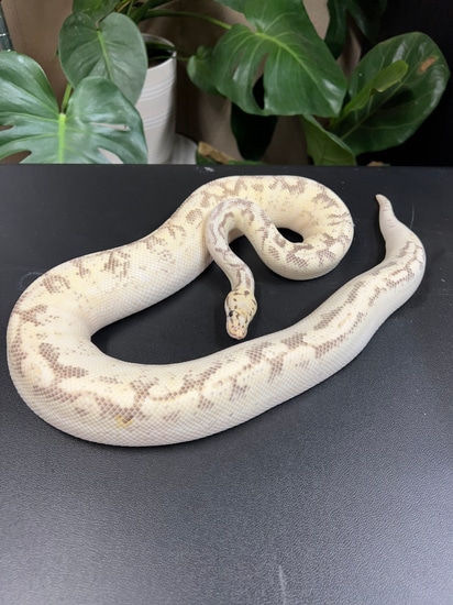 Bumblebee Freeway Ball Python by Commodore Exotics