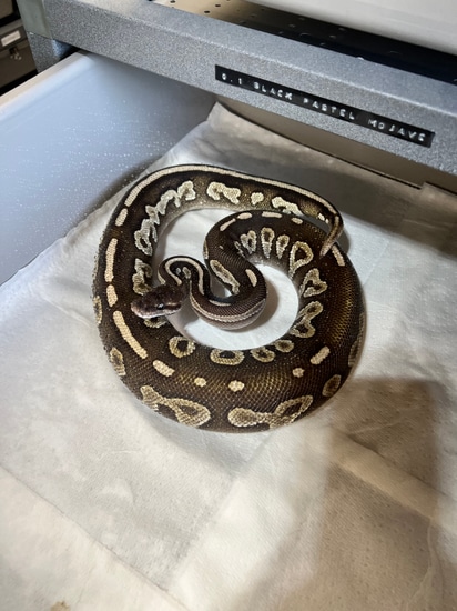 Black Pastel Mojave Ball Python by Commodore Exotics