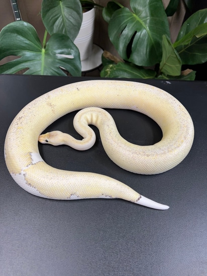 0.1 Champagne Pewter Ball Python by Commodore Exotics