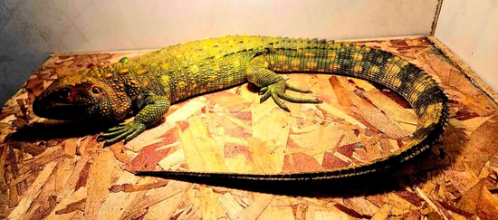 Adult Caiman Lizard by Reaper's Reptiles