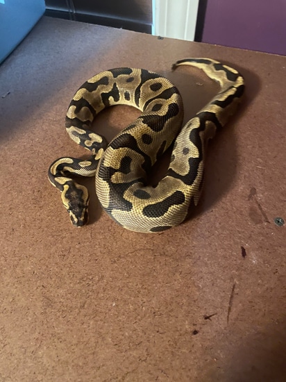 LOW RESERVE Leopard Yellow Belly Enchi Ball Python by Serpents of Valhalla