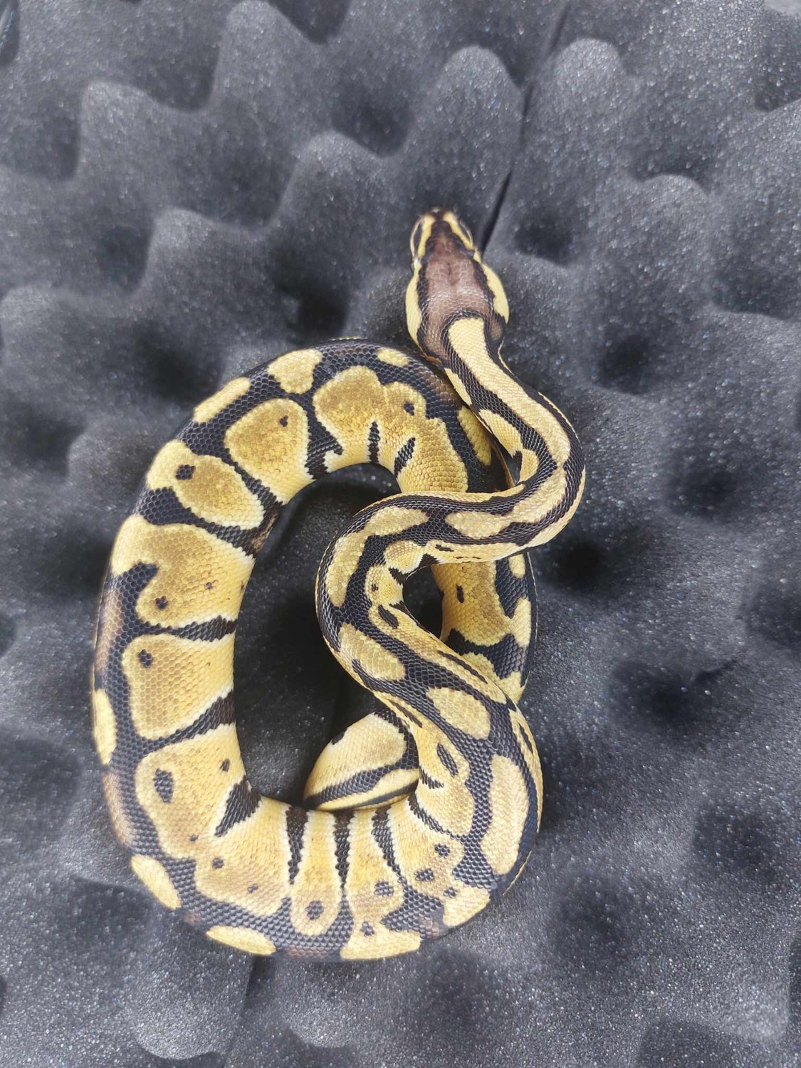 Junglewoma Firefly Het Clown Ball Python by Royals_IN - MorphMarket