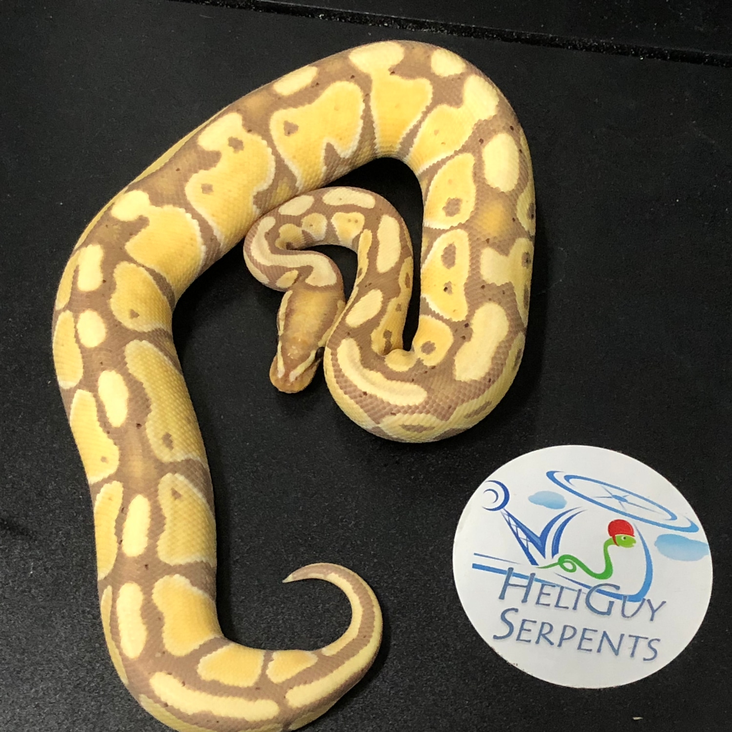 Banana DBL HET Clown / Albino Ball Python by HeliGuy Serpents - MorphMarket