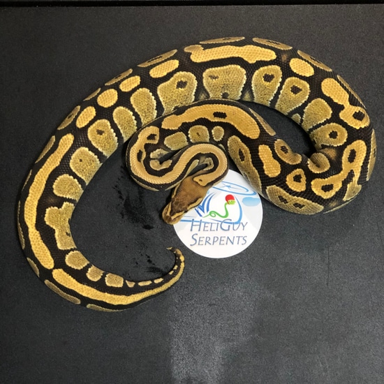 Fire Cypress Ball Python by HeliGuy Serpents