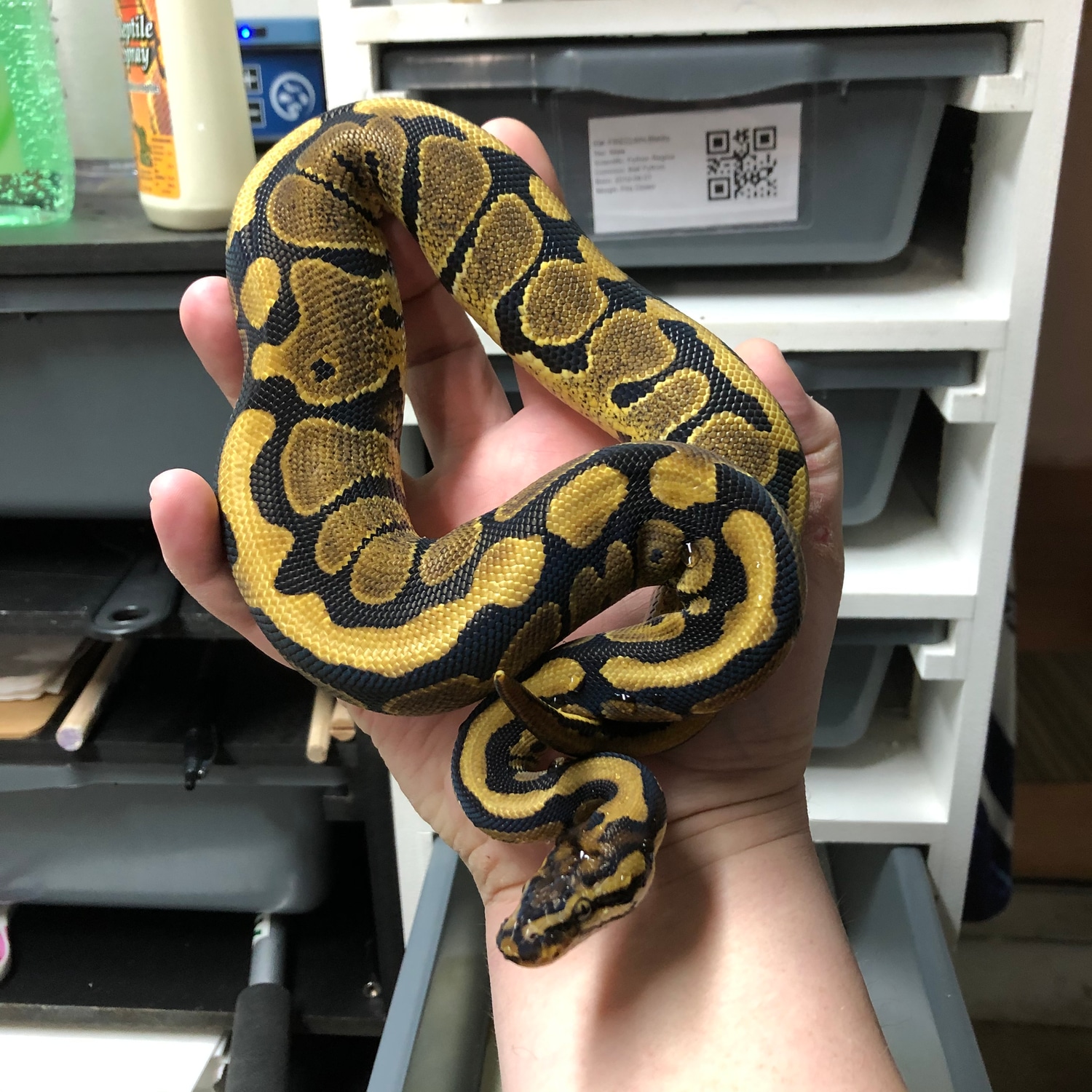 Red Stripe Spotnose Ball Python by HeliGuy Serpents - MorphMarket