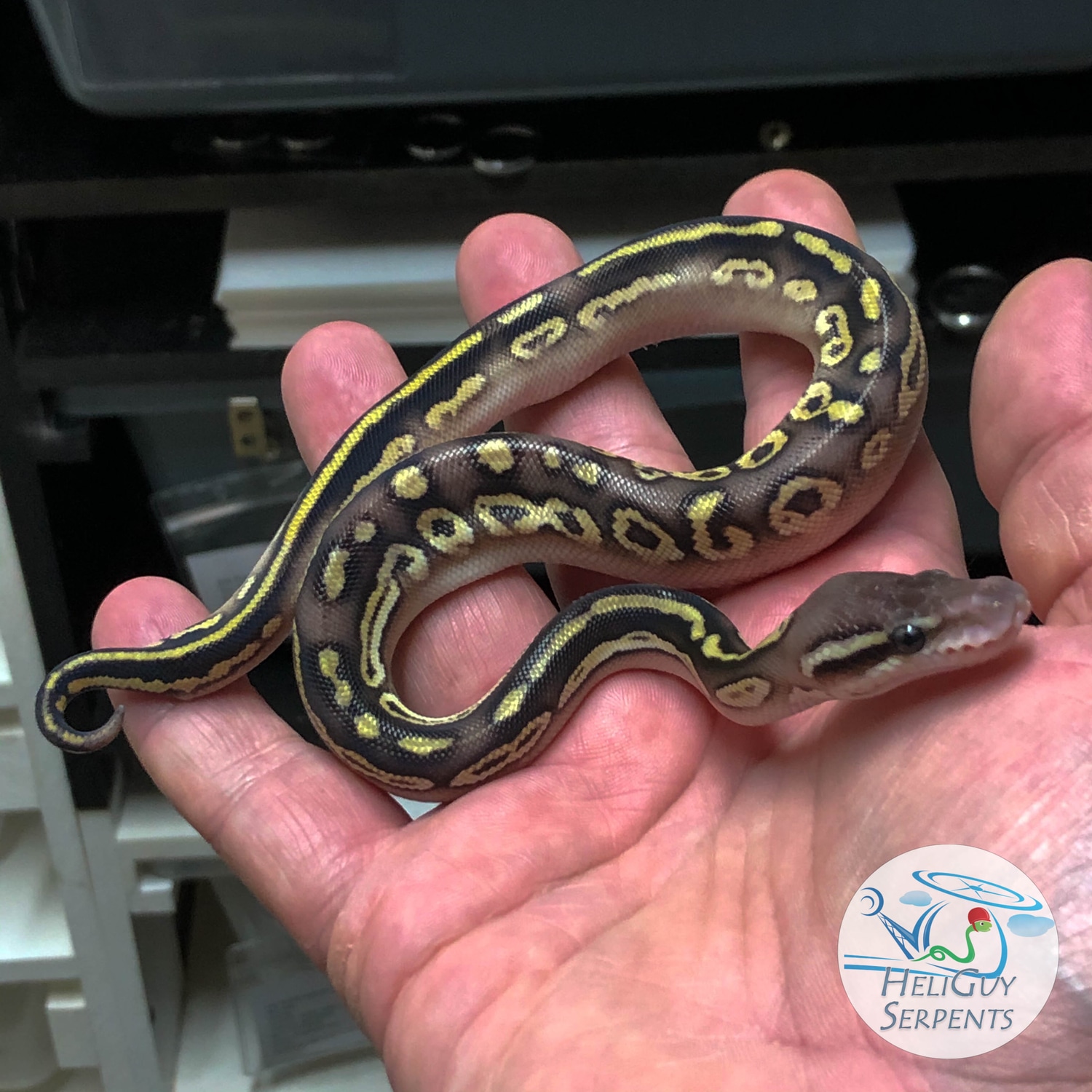 Pastel Black Pastel Mystic OR Mojave Yellow Belly Ball Python by ...