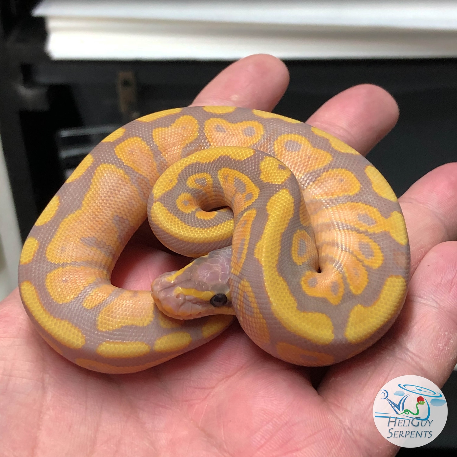 Pastel Banana Yellow Belly Ball Python by HeliGuy Serpents - MorphMarket