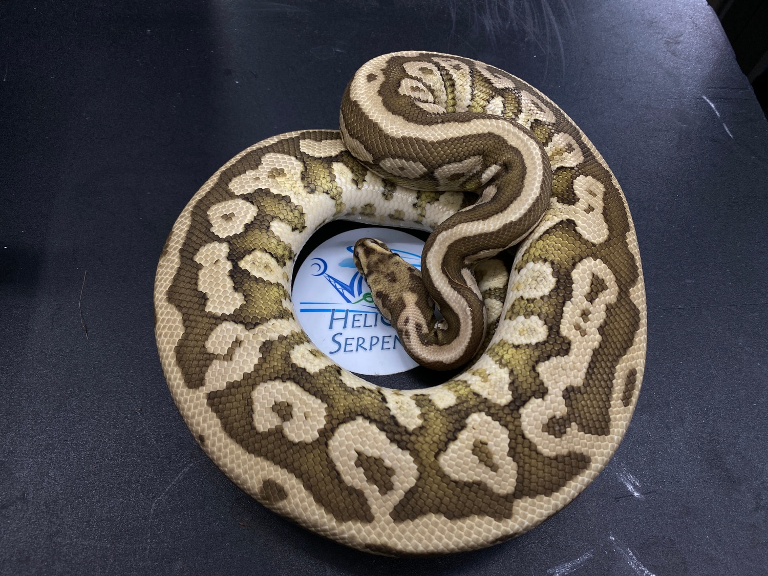 Spotnose Acid Lesser Ball Python by HeliGuy Serpents - MorphMarket