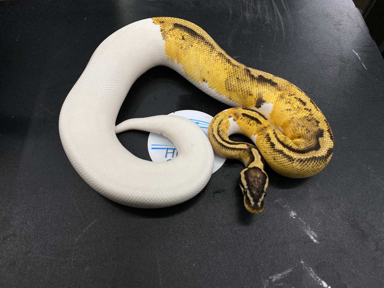 Pastel GeneX Pied Ball Python by HeliGuy Serpents - MorphMarket