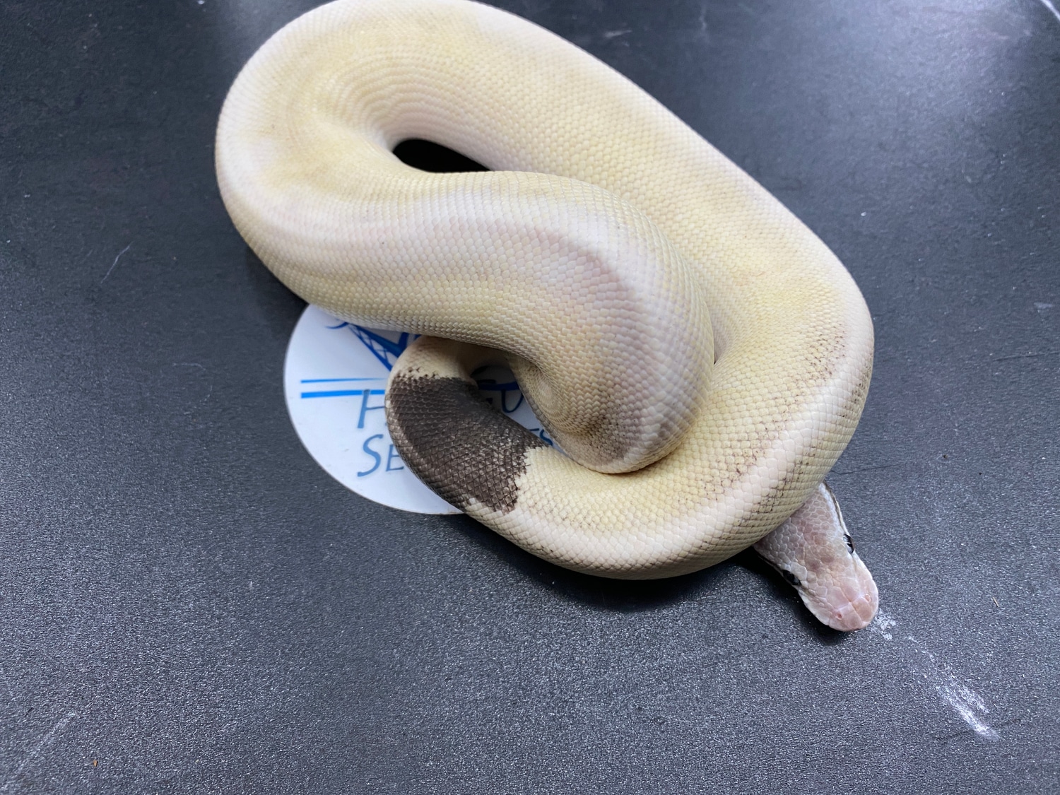 Pastel Black Pastel Mystic Potion Yellow Belly Ball Python by HeliGuy ...