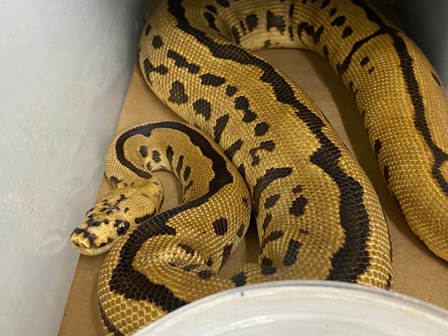 Proven Batman Breeder Ball Python by HeliGuy Serpents - MorphMarket