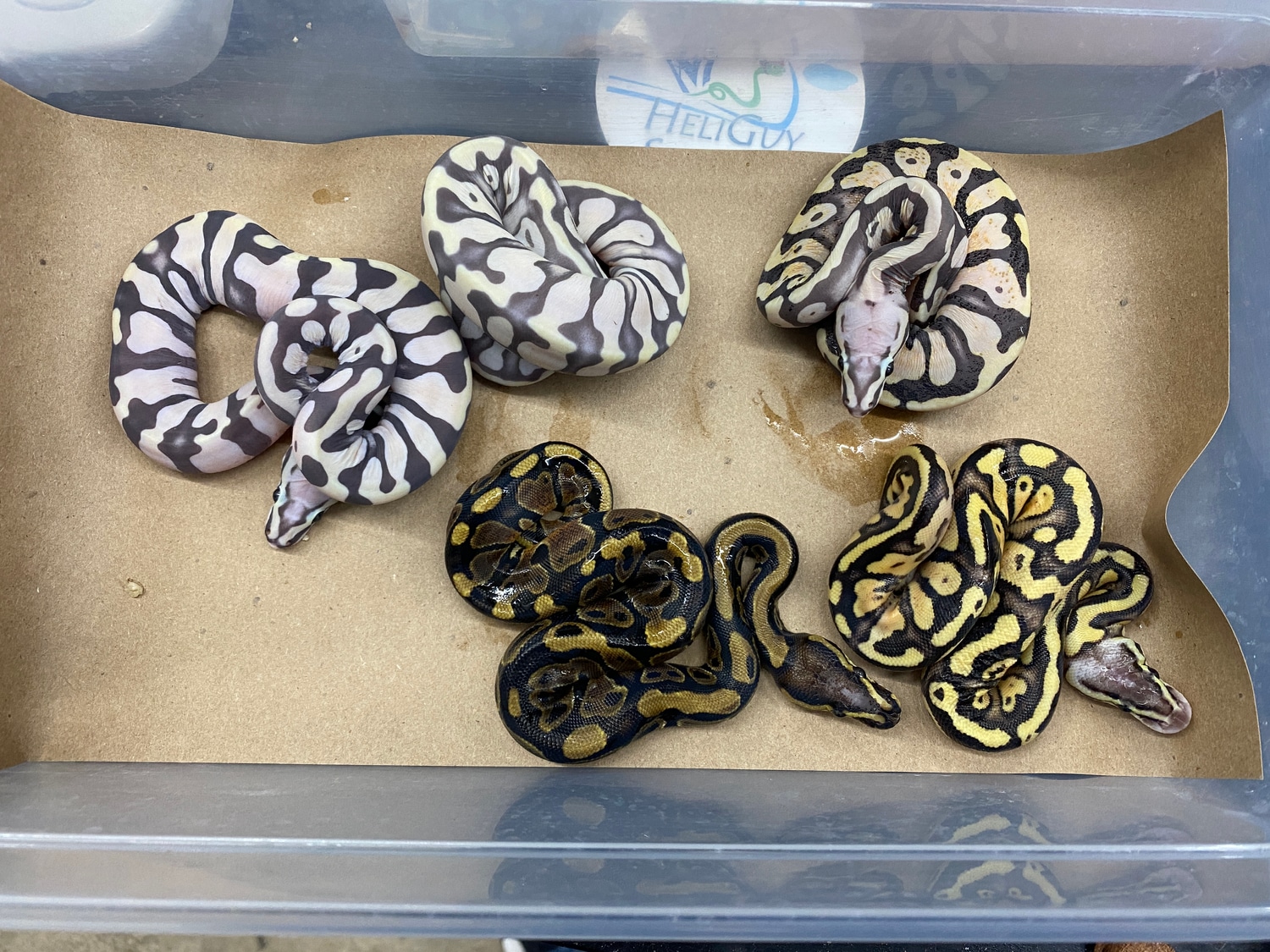Ball Python Clutch: HG2202 by HeliGuy Serpents - MorphMarket