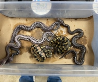 Pastel Cinnamon Puzzle Ball Python by HeliGuy Serpents - MorphMarket