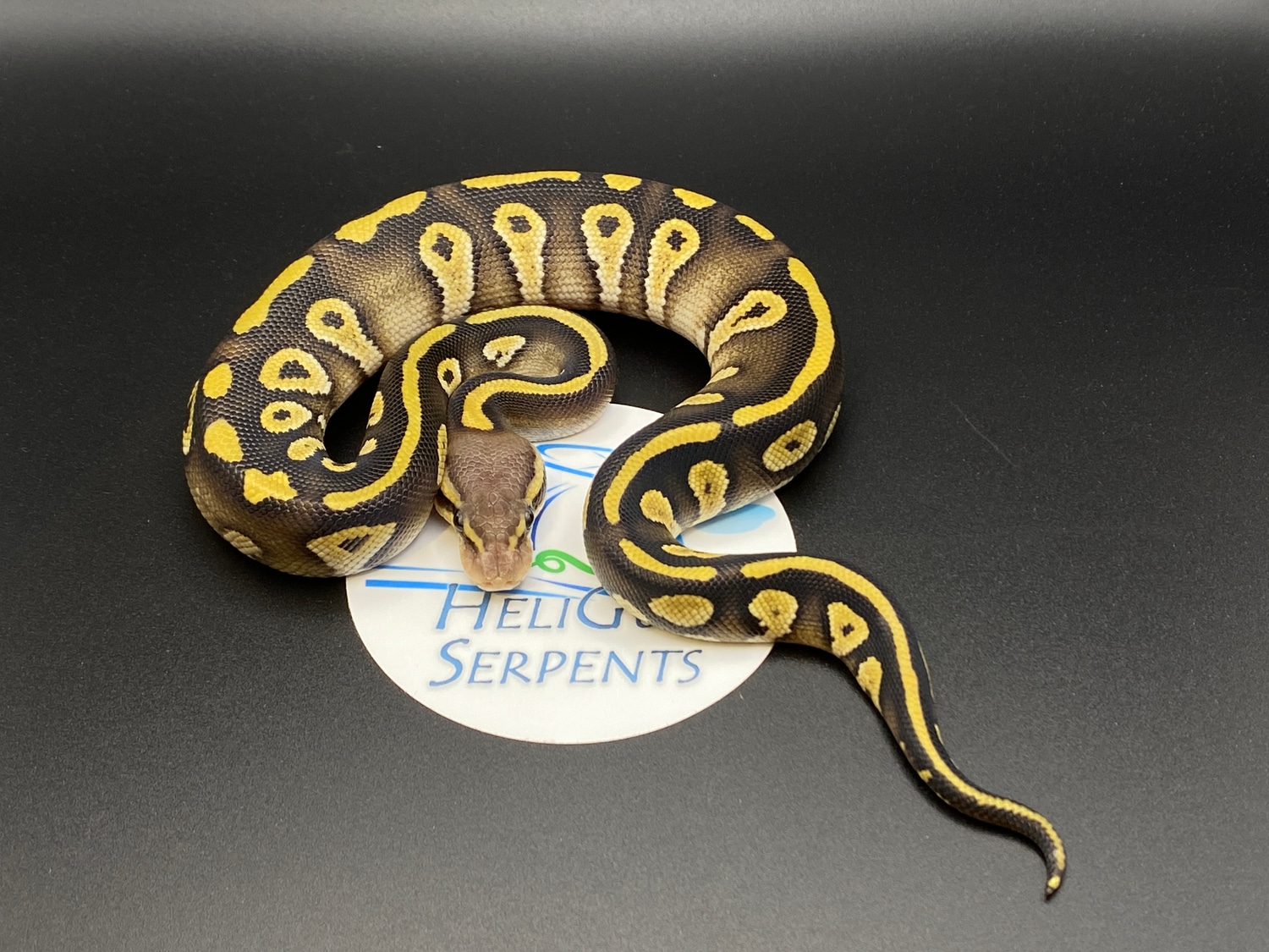Chocolate Mojave HET Hypo PH DG Ball Python by HeliGuy Serpents - MorphMarket