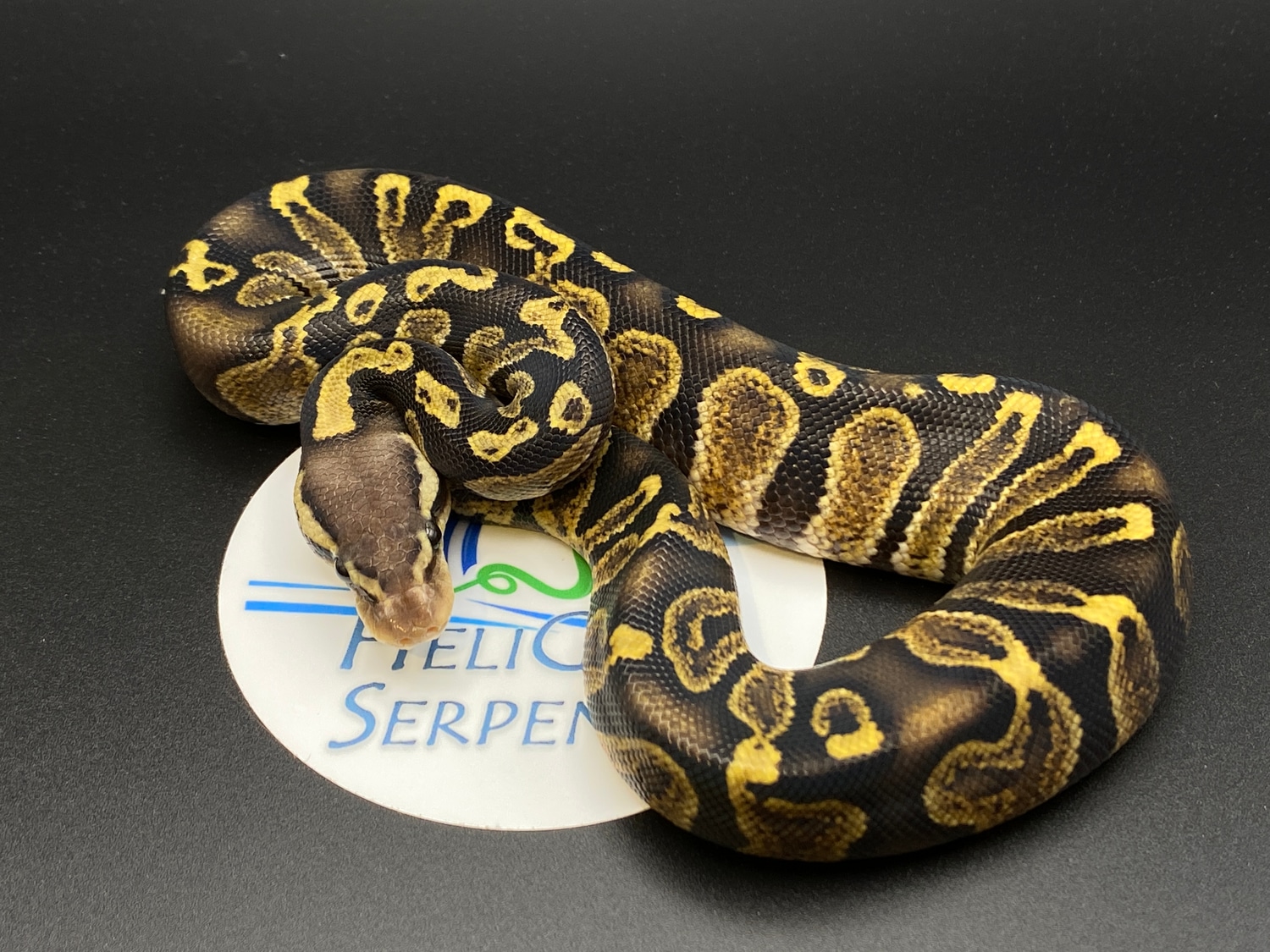 GHI Chocolate HET Hypo PH DG Ball Python by HeliGuy Serpents - MorphMarket