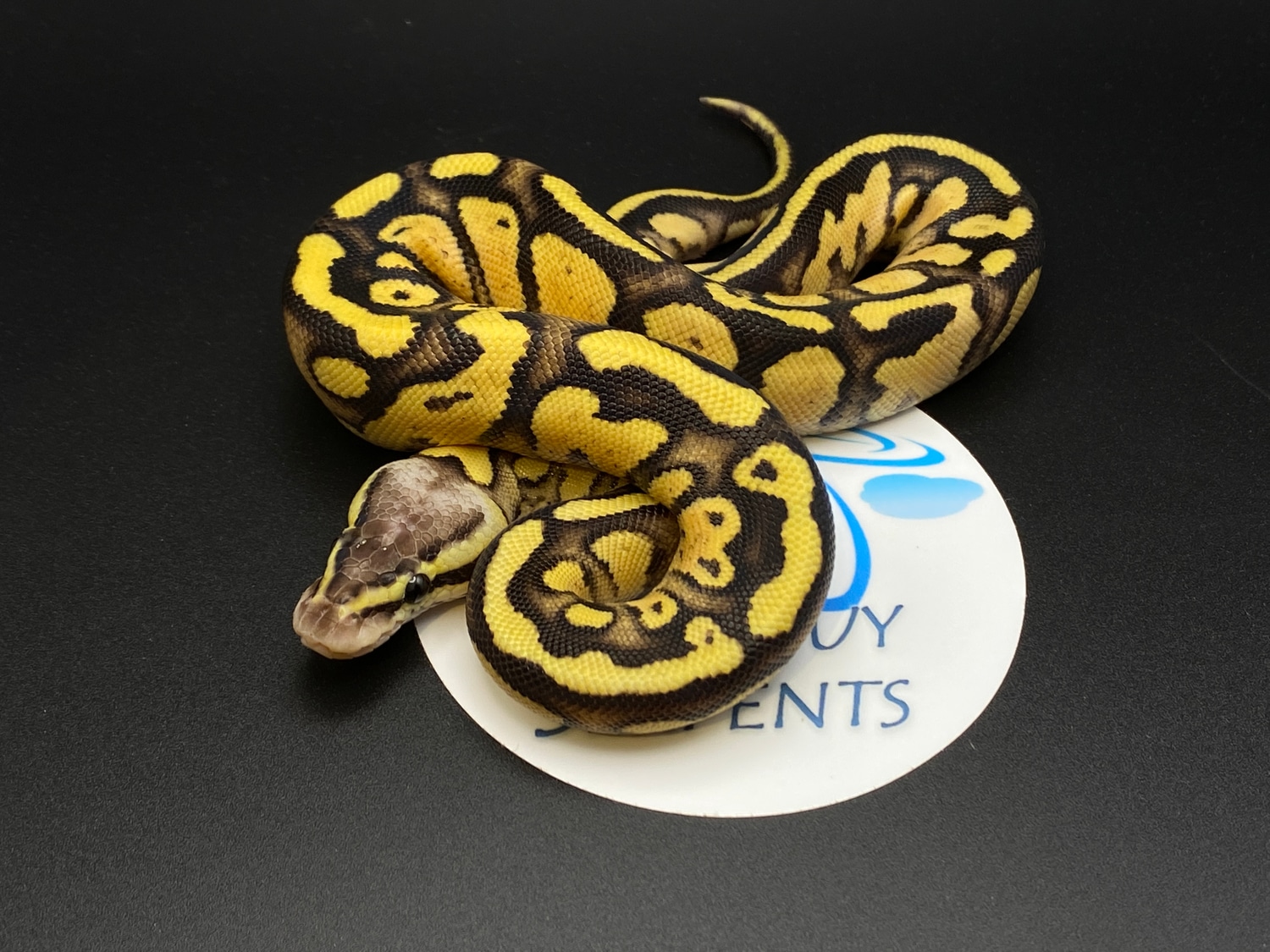 Pastel Fire (FireFly) Female Ball Python by HeliGuy Serpents - MorphMarket