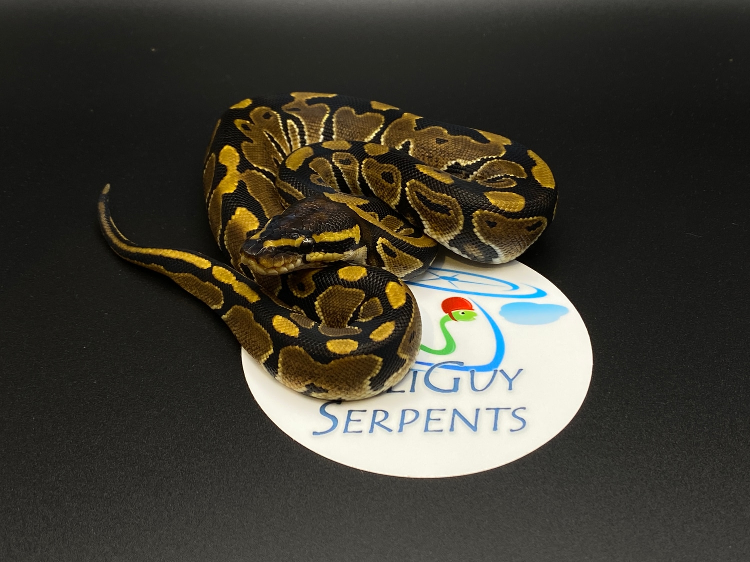 Female 66% HET Puzzle Ball Python by HeliGuy Serpents - MorphMarket