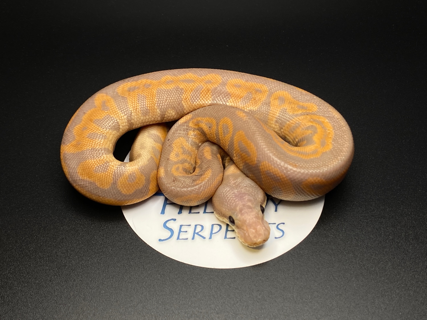 Cinnamon Leopard Banana HET Clown Ball Python by HeliGuy Serpents ...