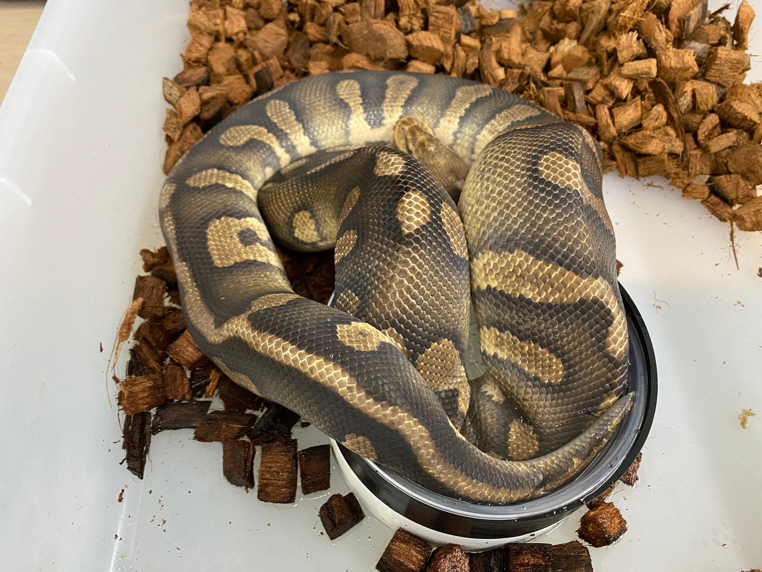 Pastel Hypo Super Chocolate HET DG Ball Python by HeliGuy Serpents ...