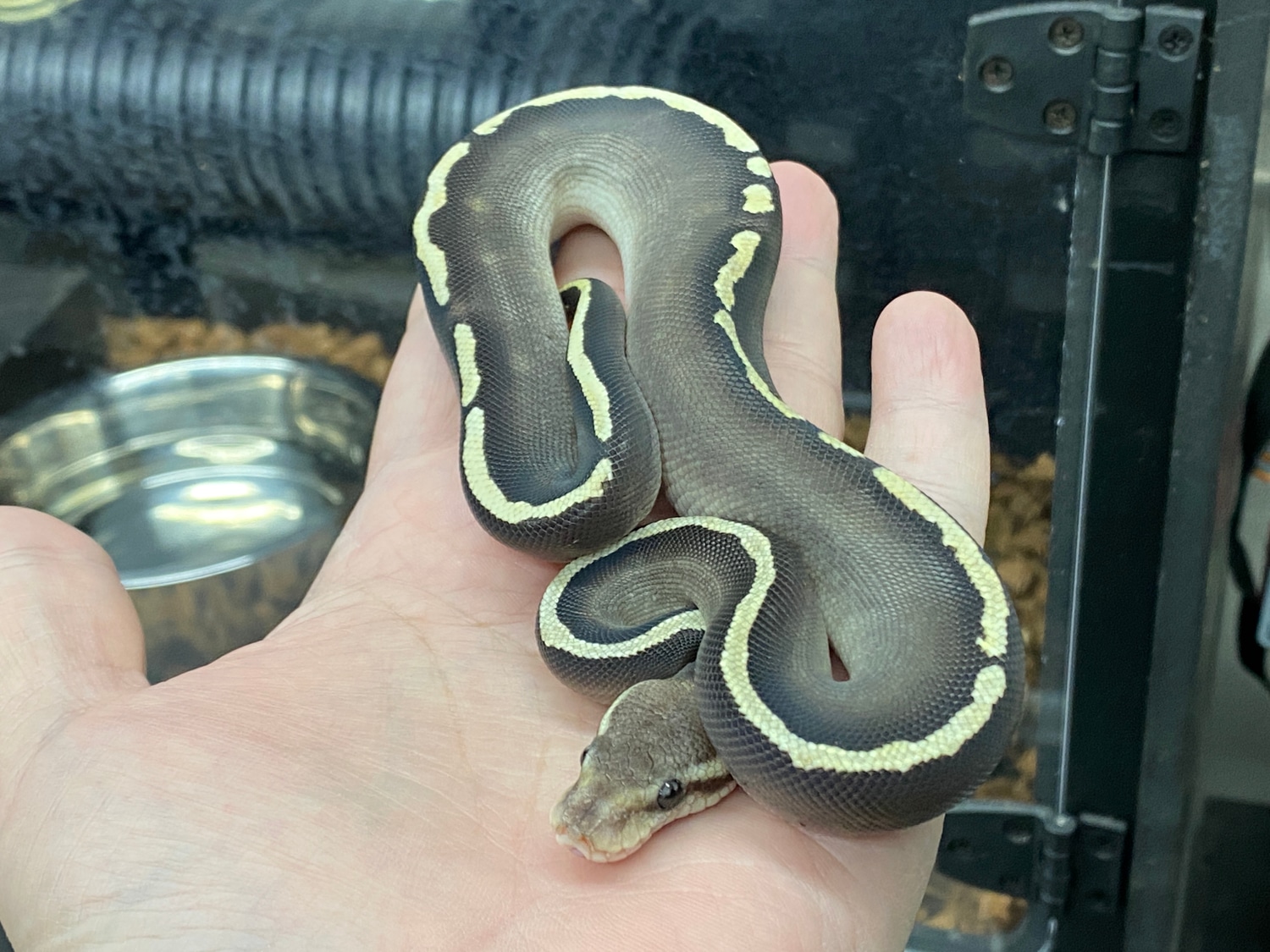 GHI Mojave Chocolate HET Hypo PH Desert Ghost Ball Python by HeliGuy ...