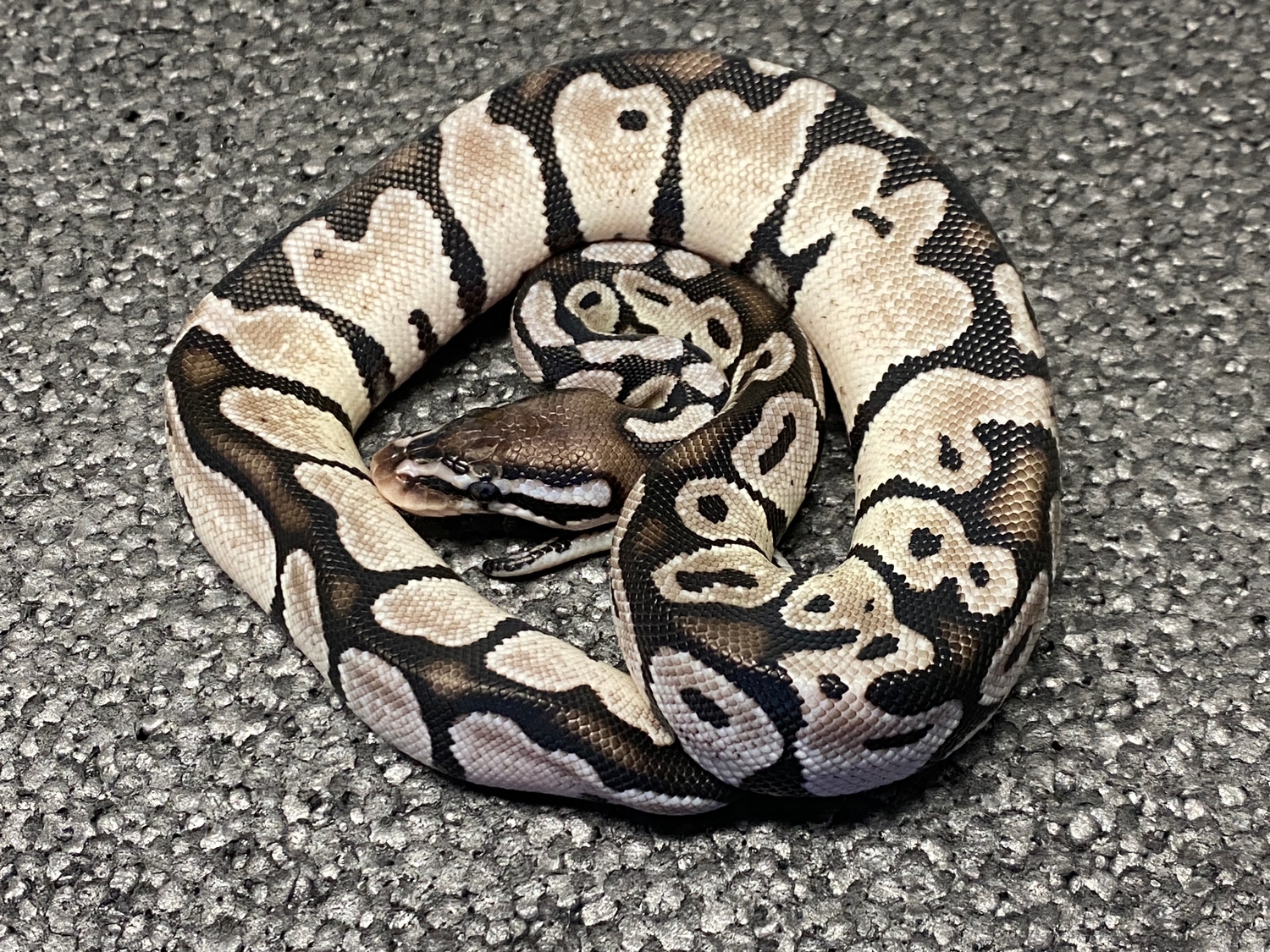 Pastel VPI Ax Ball Python by HeliGuy Serpents - MorphMarket