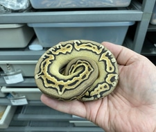 Pastel Cinnamon Puzzle Ball Python by HeliGuy Serpents - MorphMarket