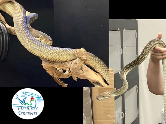 LTC 1.1 Pair Of Southern Locality Scrubs Scrub Python by HeliGuy Serpents