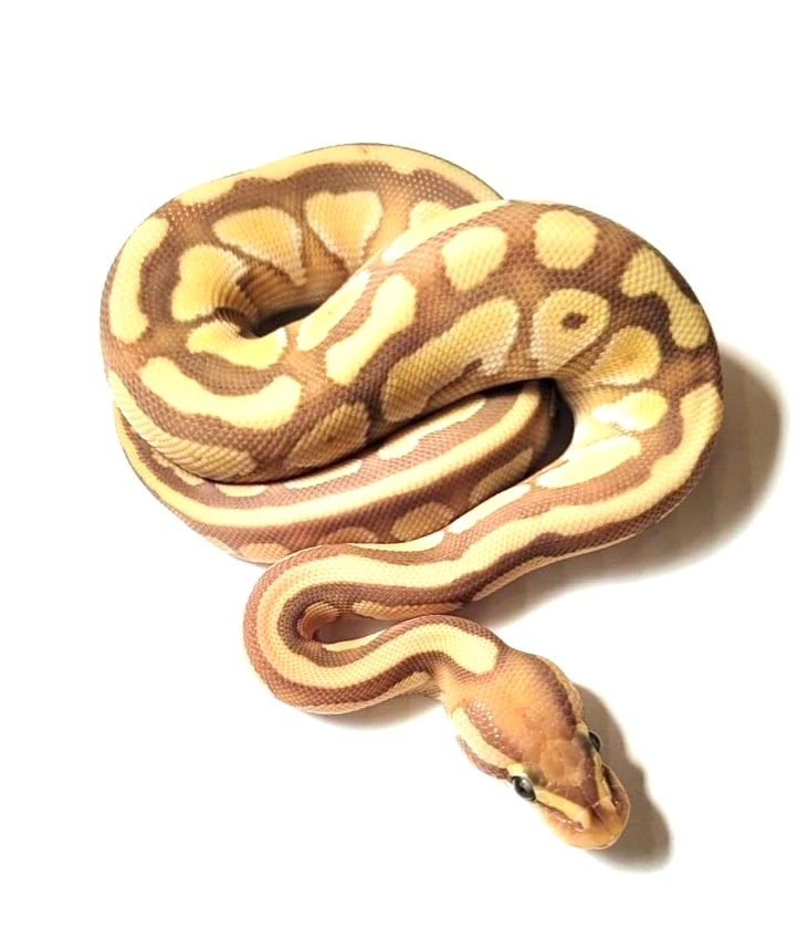 "CABOOSE" Banana Lesser Ball Python by Pop Culture Pythons - MorphMarket