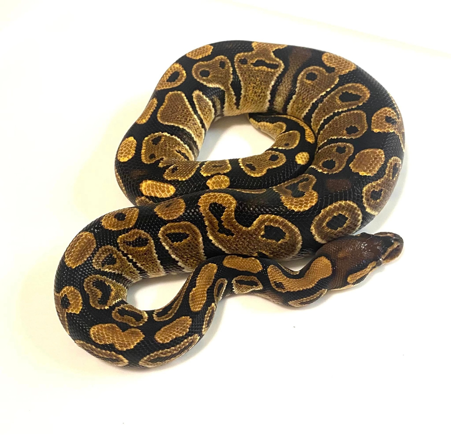 "BLITZ" Het Clown Ball Python by Pop Culture Pythons - MorphMarket