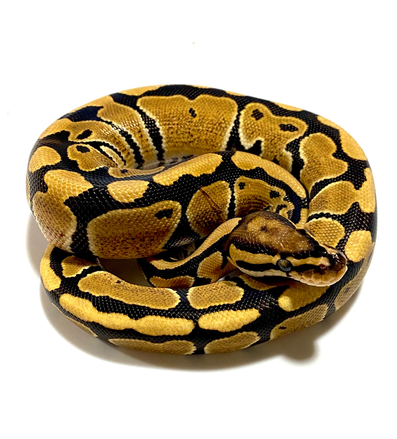“CUPPY” Vanilla Het Clown Ball Python by Pop Culture Pythons - MorphMarket