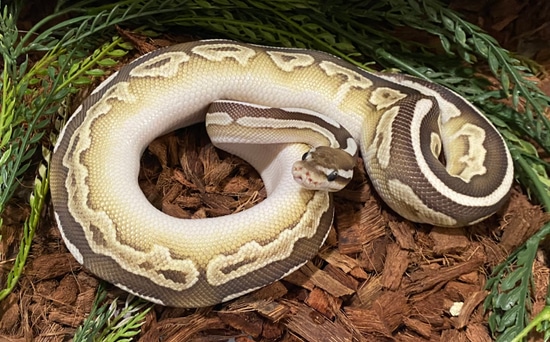 "NESSA" Cinnamon Lesser YB Ball Python by Pop Culture Pythons