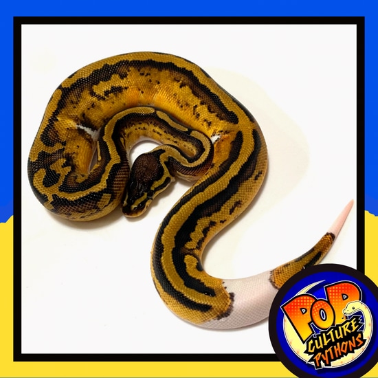 "13" Pastel Pied Ball Python by Pop Culture Pythons
