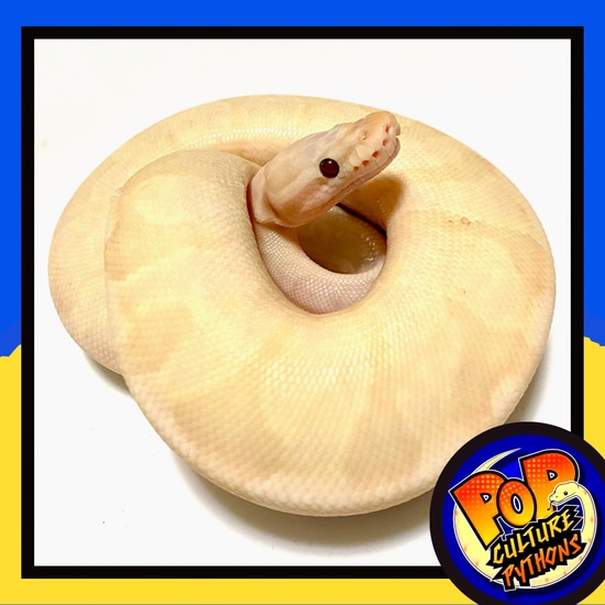 “CELINE” Super Banana Enchi Vanilla Fire (Possible GHI) Ball Python by ...