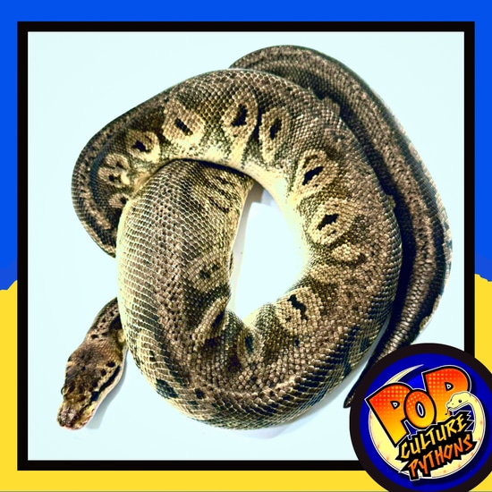 "RHEA RIPLEY" Super Pastel Black Pastel (Large RTB Female) Ball Python ...