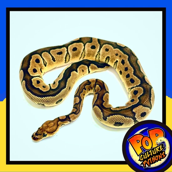 "MEG" Clown Ball Python by Pop Culture Pythons