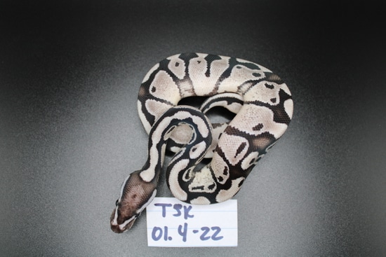Tsk Axanthic Leopard Pastel Ball Python by Hometown Exotics