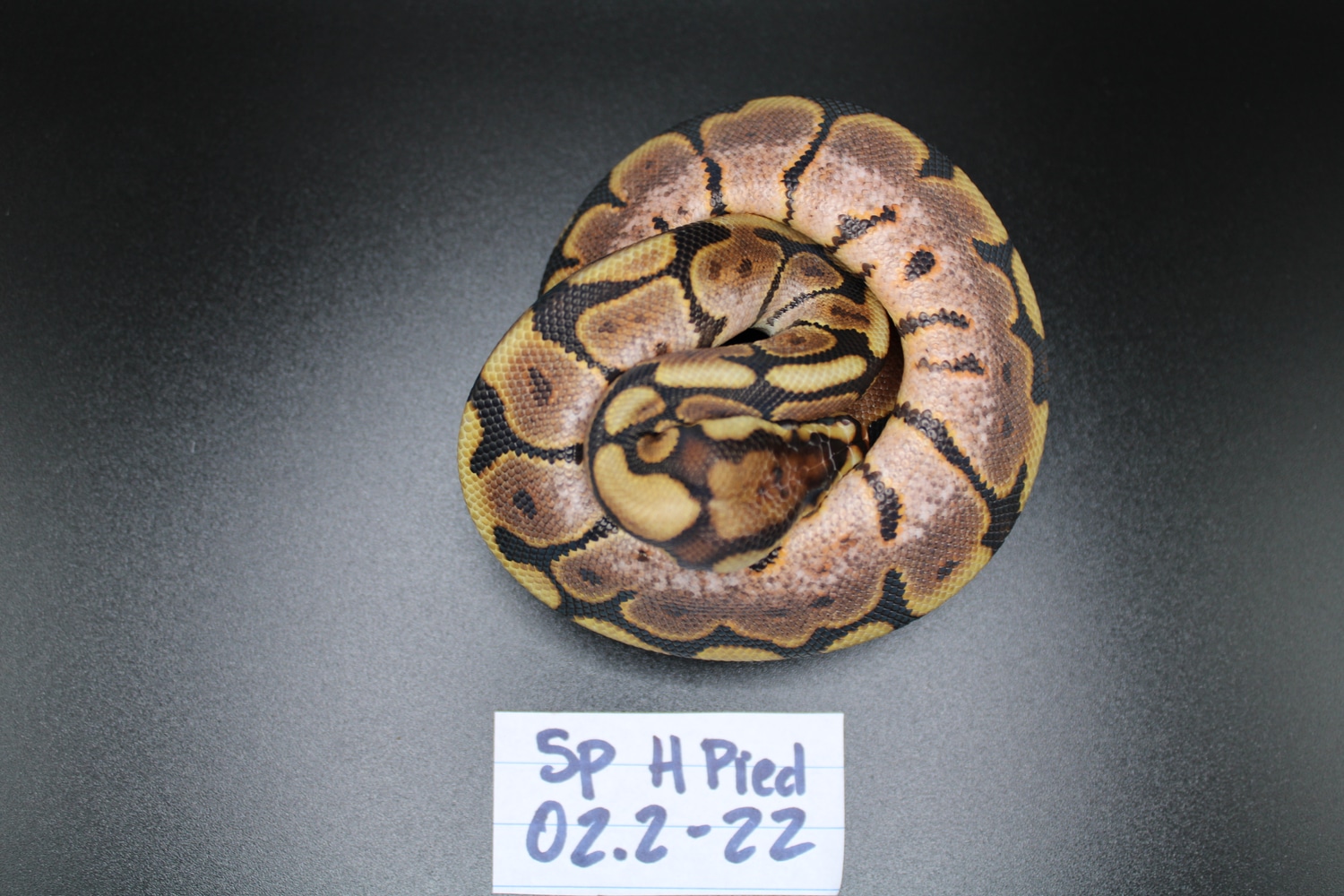 2022 Female Spider Het Pied Ball Python by Southern Sweet Snakes ...
