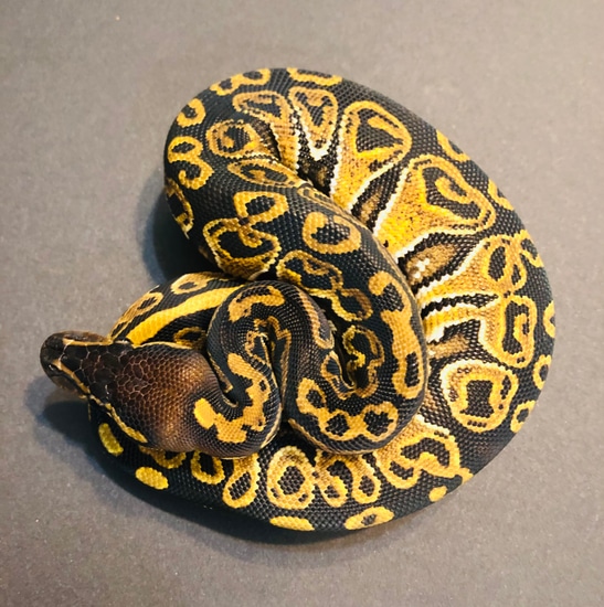 2022 Female Hurricane Russo Ball Python by Hometown Exotics