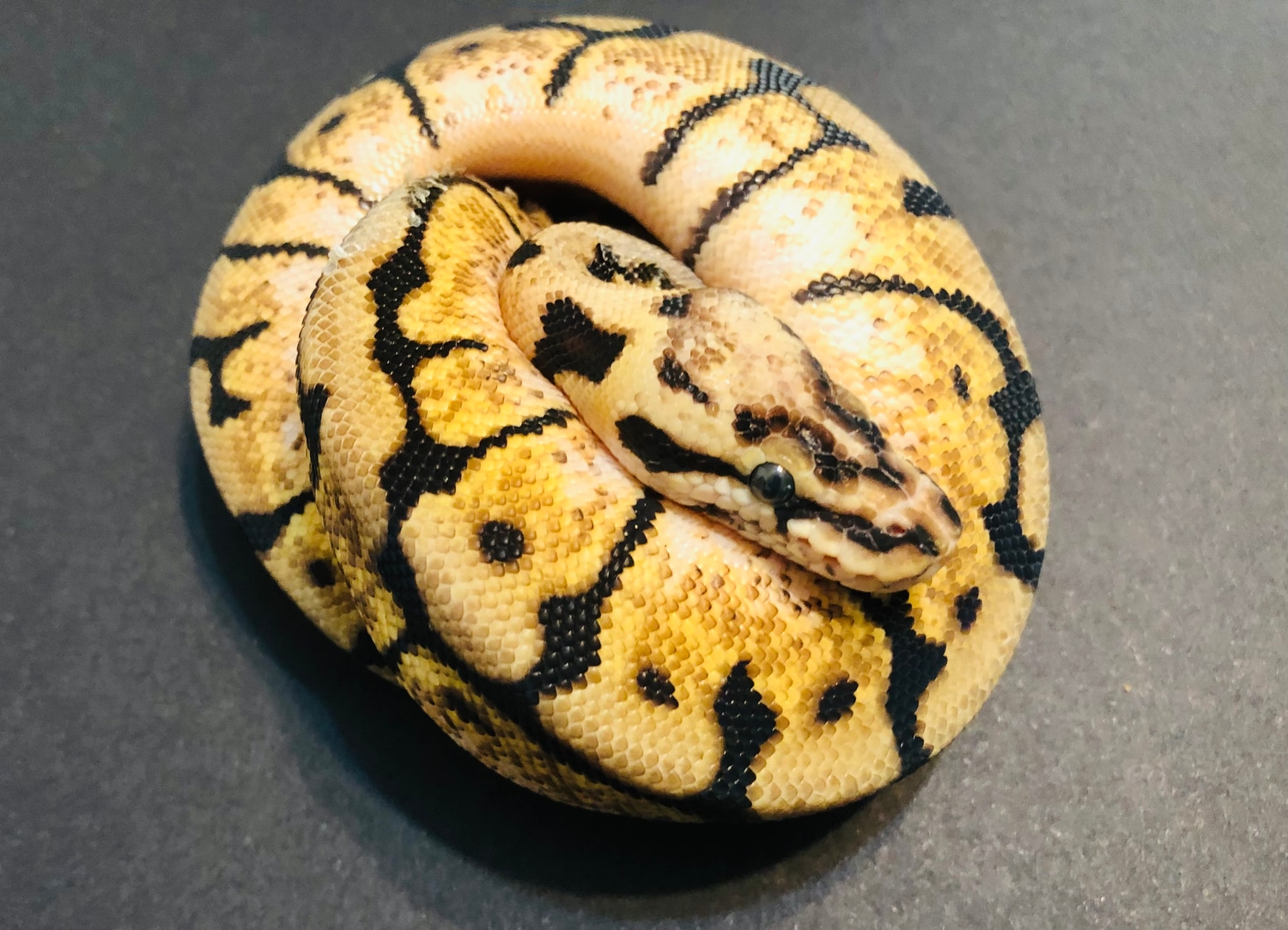 2022 Male Spider Pastel Ball Python by Southern Sweet Snakes /Archibald ...
