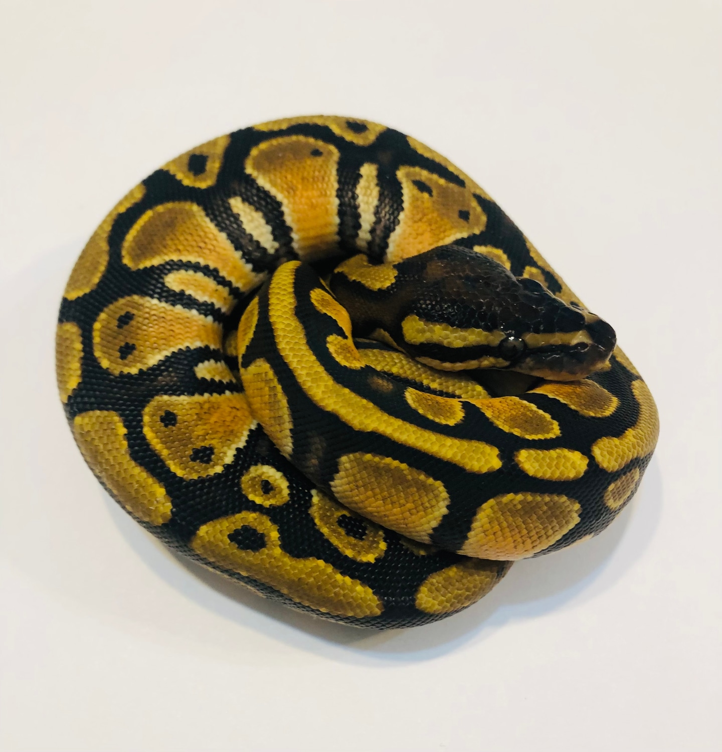 2022 Female X-treme Gene Orange Dream Ball Python by Southern Sweet ...